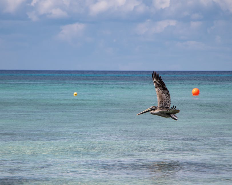 Pelican soaring over the clear blue water off the coast of Cozumel