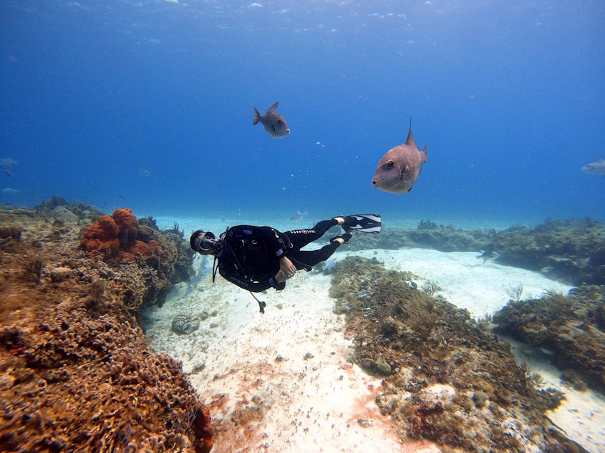 Scuba diver swimming above coral reef with fish in Cozumel