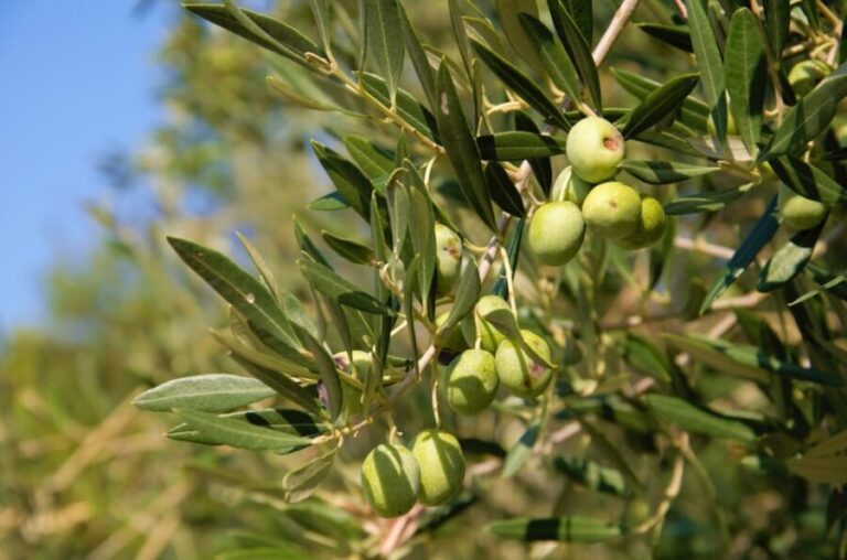 Cres: Olive Oil Walking Tour with Tastings - Inside the Olive Oil Mill: From Olive to Oil