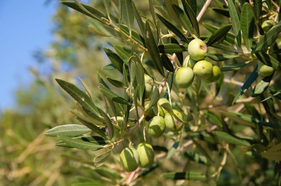 Cres: Olive Oil Walking Tour with Tastings - Inside the Olive Oil Mill: From Olive to Oil