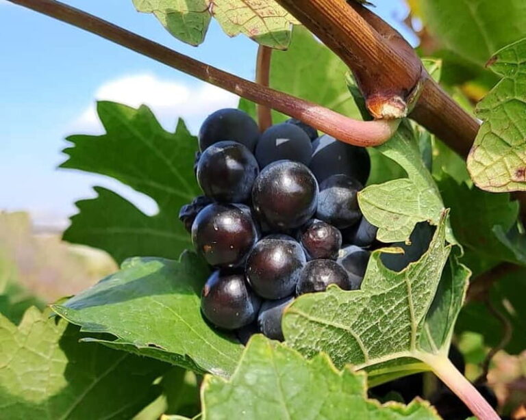 Crete: 2 Wineries Private Tour with Wine Tasting & Lunch - Why the Tour Offers Great Value