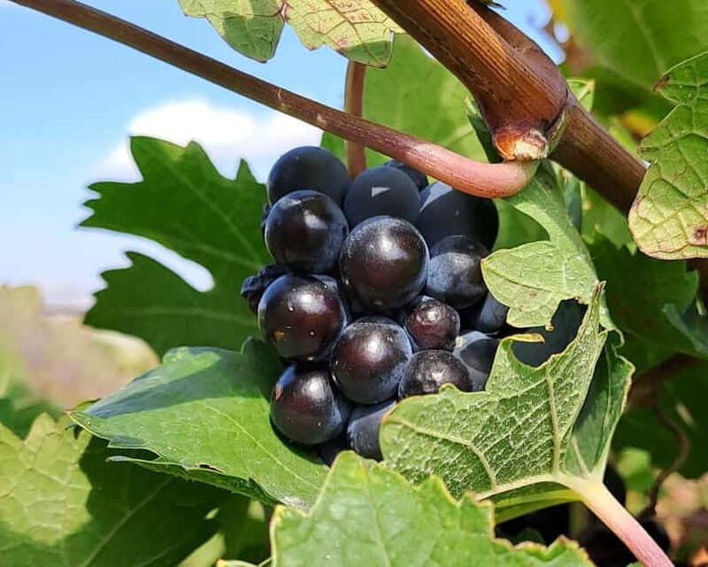 Crete: 2 Wineries Private Tour with Wine Tasting & Lunch - Why the Tour Offers Great Value