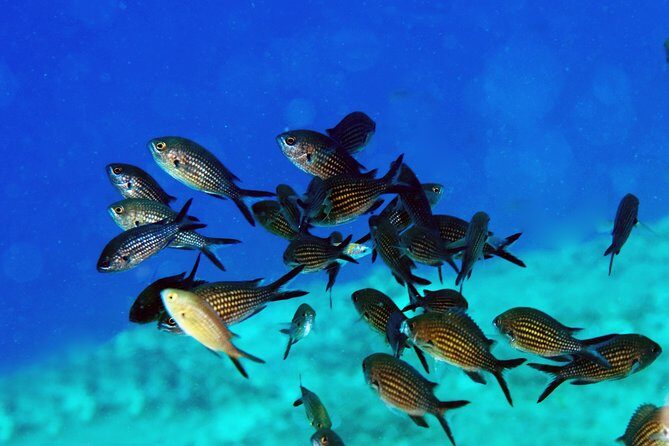 Crete Introductory Scuba Diving Experience - Who Is This Tour Best For?