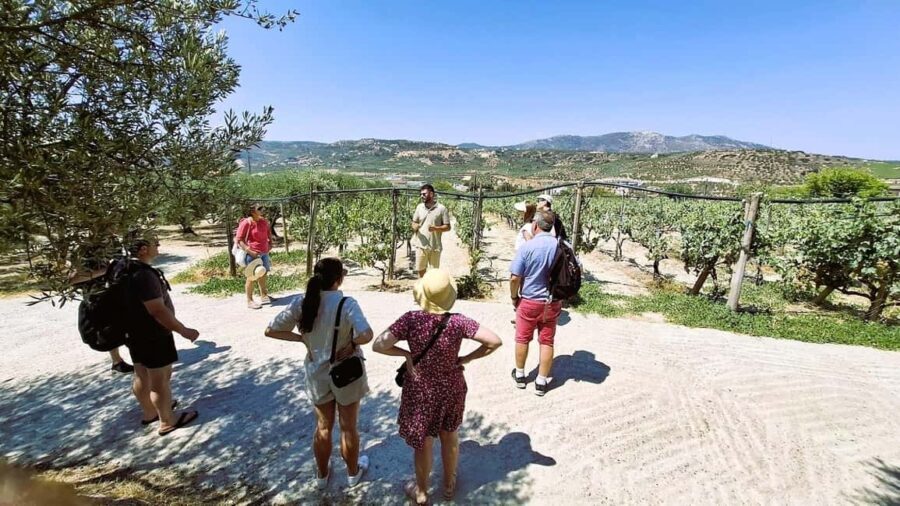 Crete: Knossos Palace, Winery & Olive Oil Tour with Lunch - Why This Tour Is a Solid Choice