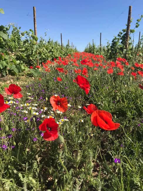 Crozes-Hermitage Guided Tour & Tasting - Final Thoughts: Who Will Love This Tour?