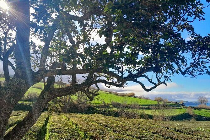 Cruise Travellers : Furnas Volcano & Terra Nostra Thermal Pool - Price and Overall Value