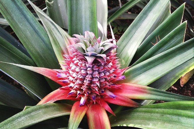 Cruise Travellers: Sete Cidades Volcano, The Blue & Green Lake - Exploring the Itinerary in Detail