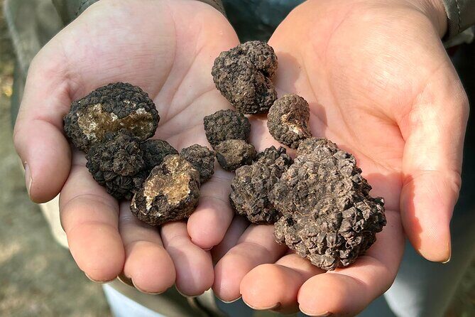 Culinary Adventure To The Fungi And Botanical Kingdom Of Bulgaria - Detailed Review of the Tour Experience