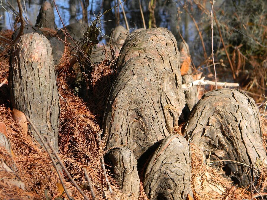 Cypress tree knees and roots emerging from water in a Louisiana bayou