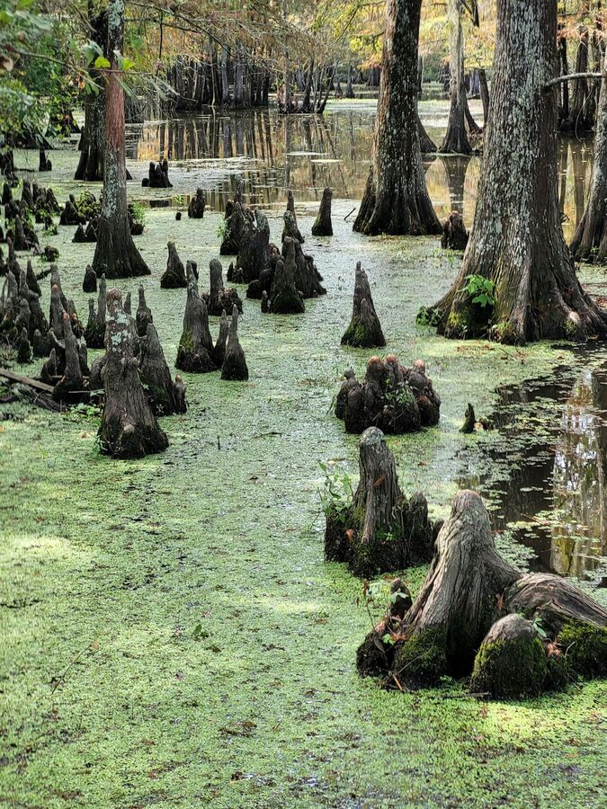Cypress knees rising from still swamp water with reflections