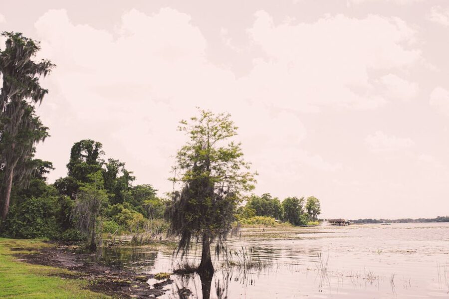 Cypress trees on a lake near Orlando Florida