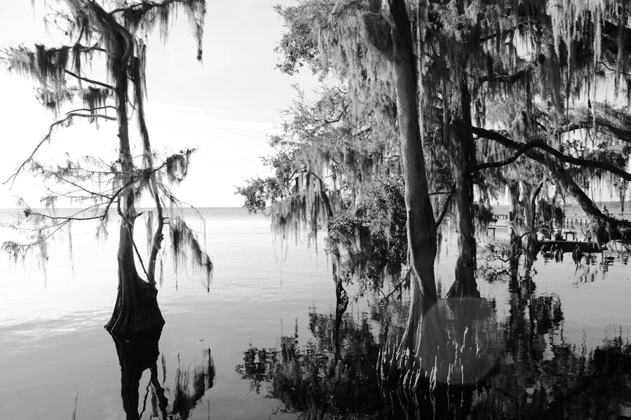 Black and white photograph of cypress trees with Spanish moss in a swamp