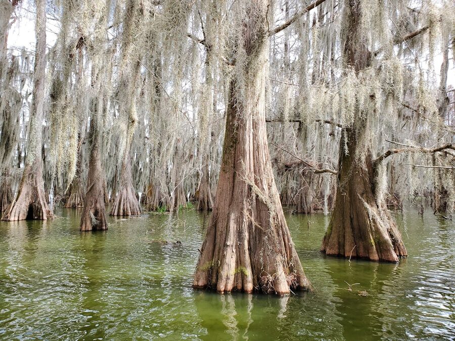 Majestic cypress trees with Spanish moss in a tranquil Louisiana swamp