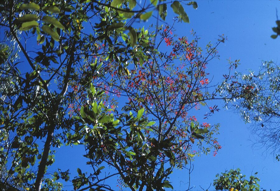 Complex mesophyll vine forest canopy in Daintree National Park