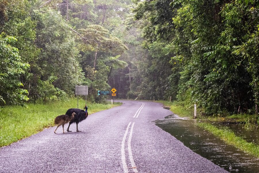 Cassowary walking on a Daintree rainforest road