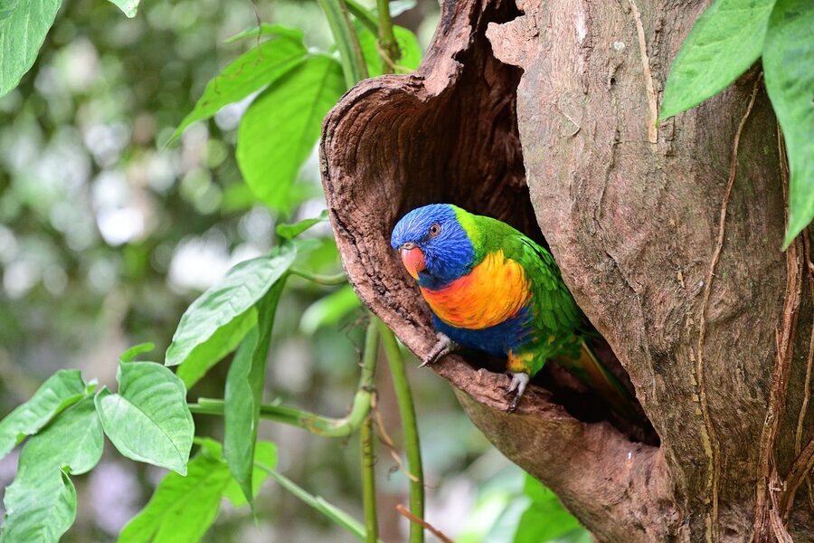 Coconut lorikeet in the Daintree rainforest