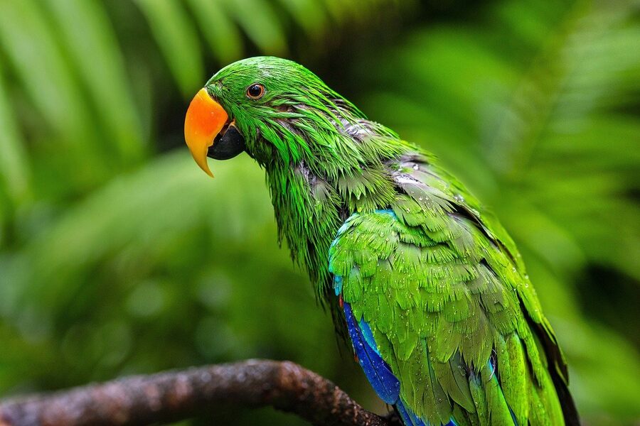 Eclectus parrot in north Queensland