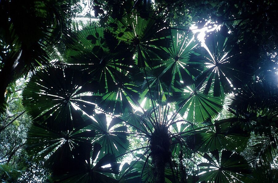 Licuala ramsayi Australian fan palm in Daintree National Park