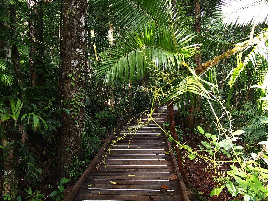 Jindalba Boardwalk through the Daintree rainforest
