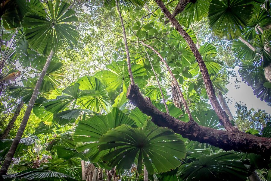 Lush jungle canopy in the Daintree