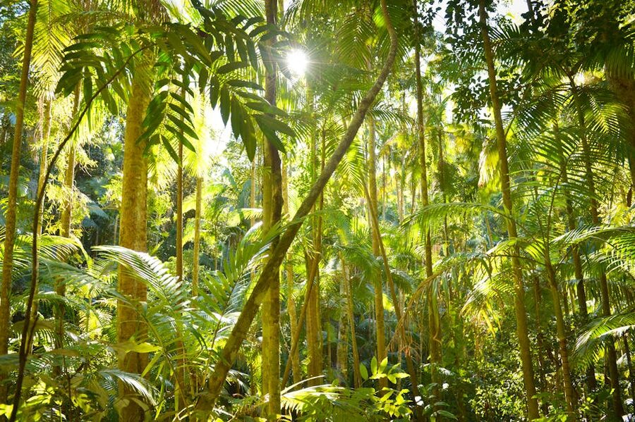 Sunlight filtering through tropical jungle vegetation