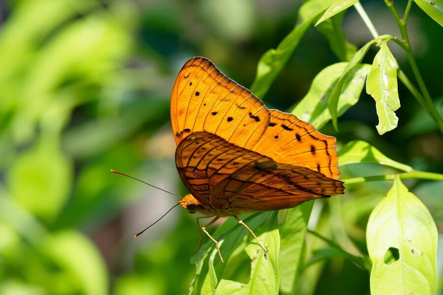 Orange Cruiser butterfly resting on a leaf