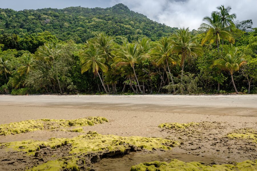 Daintree palm trees on a beach in Queensland
