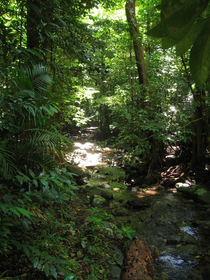 Daintree rainforest landscape in Queensland