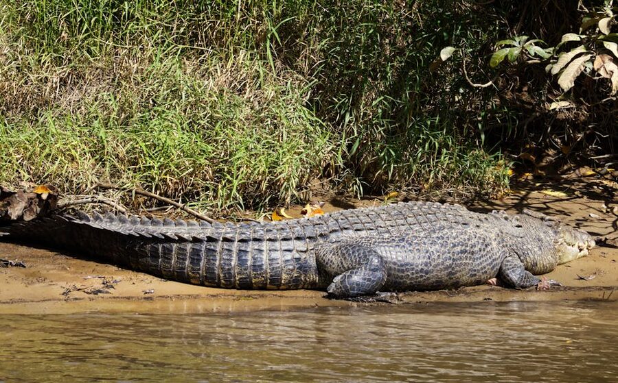 Massive saltwater crocodile basking on the Daintree River bank
