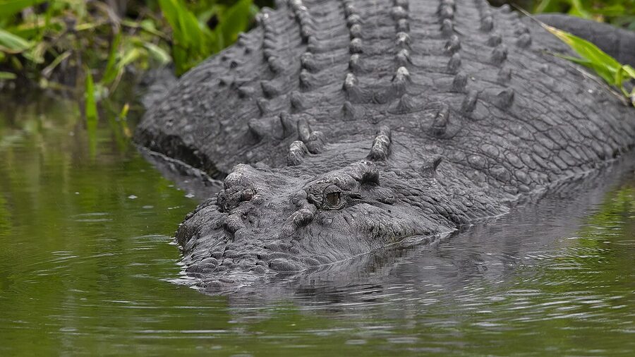 Saltwater crocodile in the Daintree River