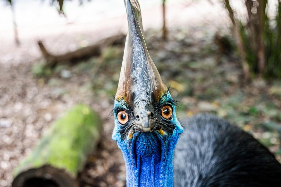 Southern cassowary portrait