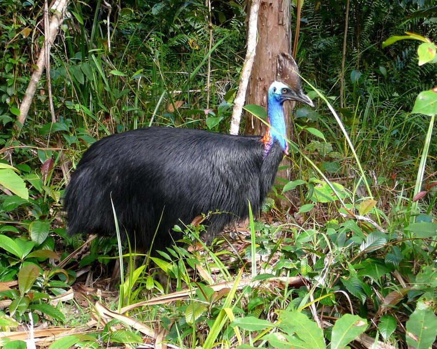 Southern cassowary in north Queensland rainforest