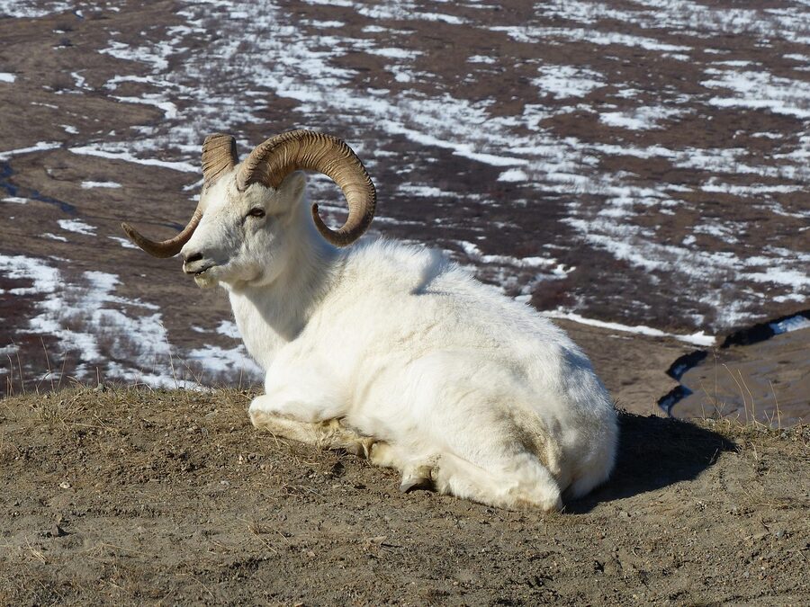 Dall sheep on a rocky slope in Alaska