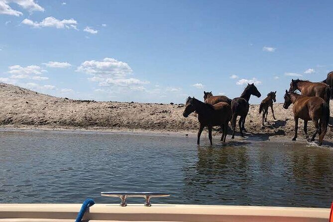Danube Delta Boat Tour, departure from Tulcea - The Itinerary in Detail