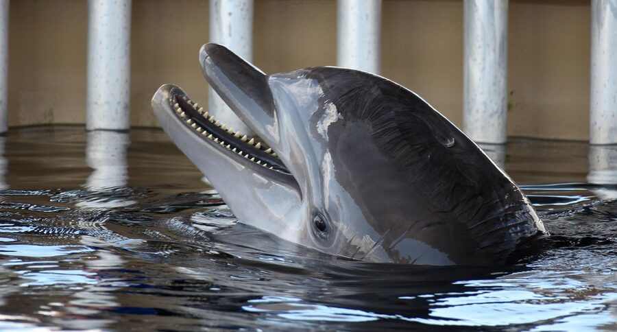 Bottlenose dolphin head above water in Florida
