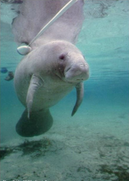 Florida manatee Trichechus manatus latirostris in clear water