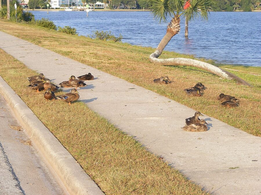 Ducks resting on the bank of the Halifax River