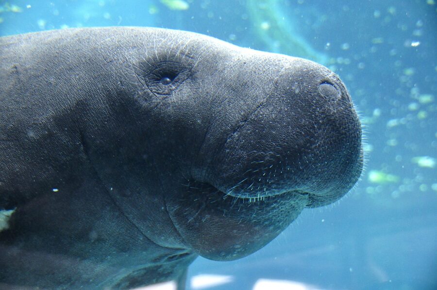 Close up of a Florida manatee face underwater