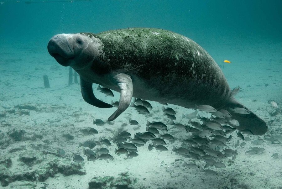 Florida manatee underwater in calm water