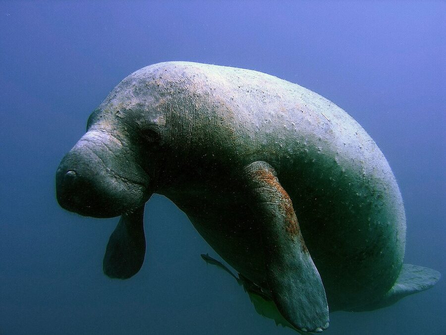 Manatee Trichechus manatus photographed by NOAA in calm water