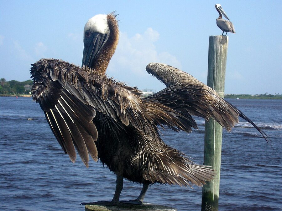 Brown pelicans perched on wooden posts at Ponce Inlet