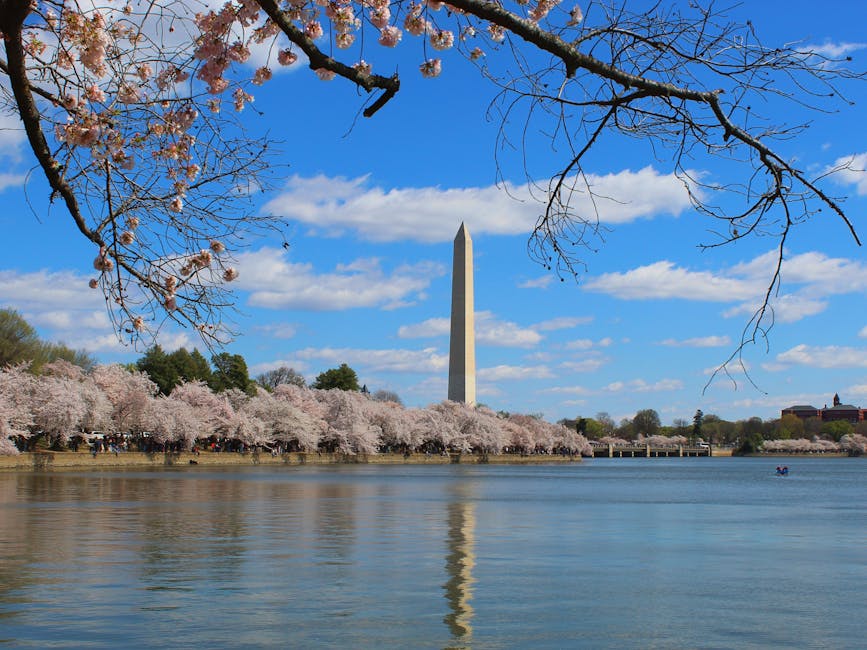 Cherry blossoms with Washington Monument at the Tidal Basin