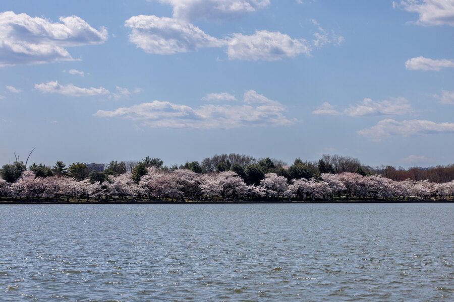Tidal Basin cherry blossoms in full bloom