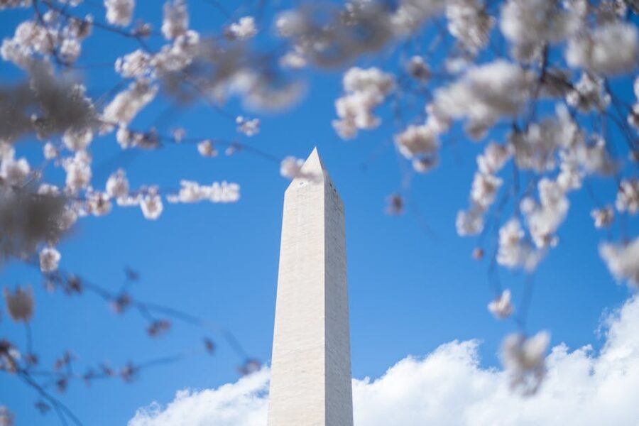 Washington Monument framed by cherry blossoms