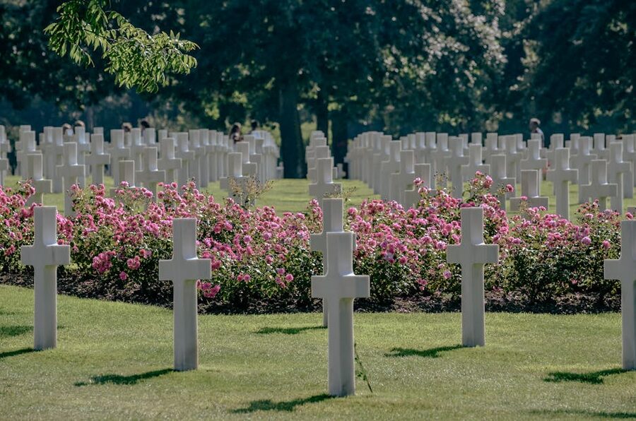 White crosses and blooming roses at the Normandy American Cemetery, Colleville-sur-Mer