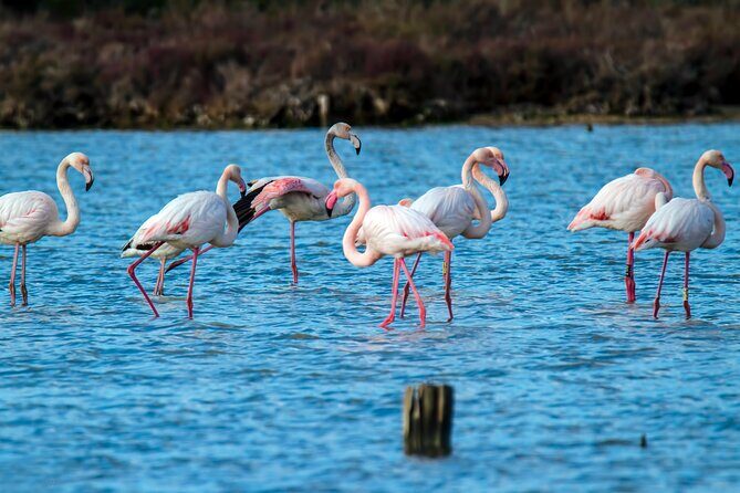 Deluxe Cagliari for Cruise Ships: Shore Tour of Stunning Sardinia - Who Will Love This Tour?