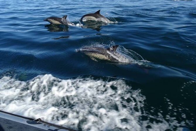 Depart Saint Raphaël: Meet the Dolphins - Wildlife Encounters and the Experience
