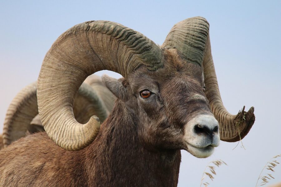 Close-up of a desert bighorn sheep with curved horns against desert canyon backdrop