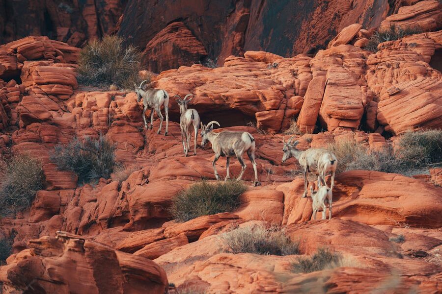Herd of desert bighorn sheep traversing red rock landscape near Moapa Valley Nevada