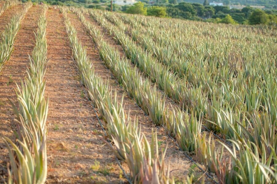 Discover Aloe: A Farm Walk & Workshop - The Crafting Workshop